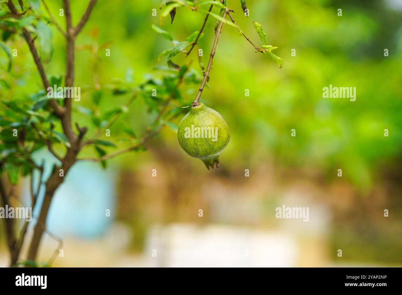 Pomegranate fruit hanging on tree hi-res stock photography and images ...