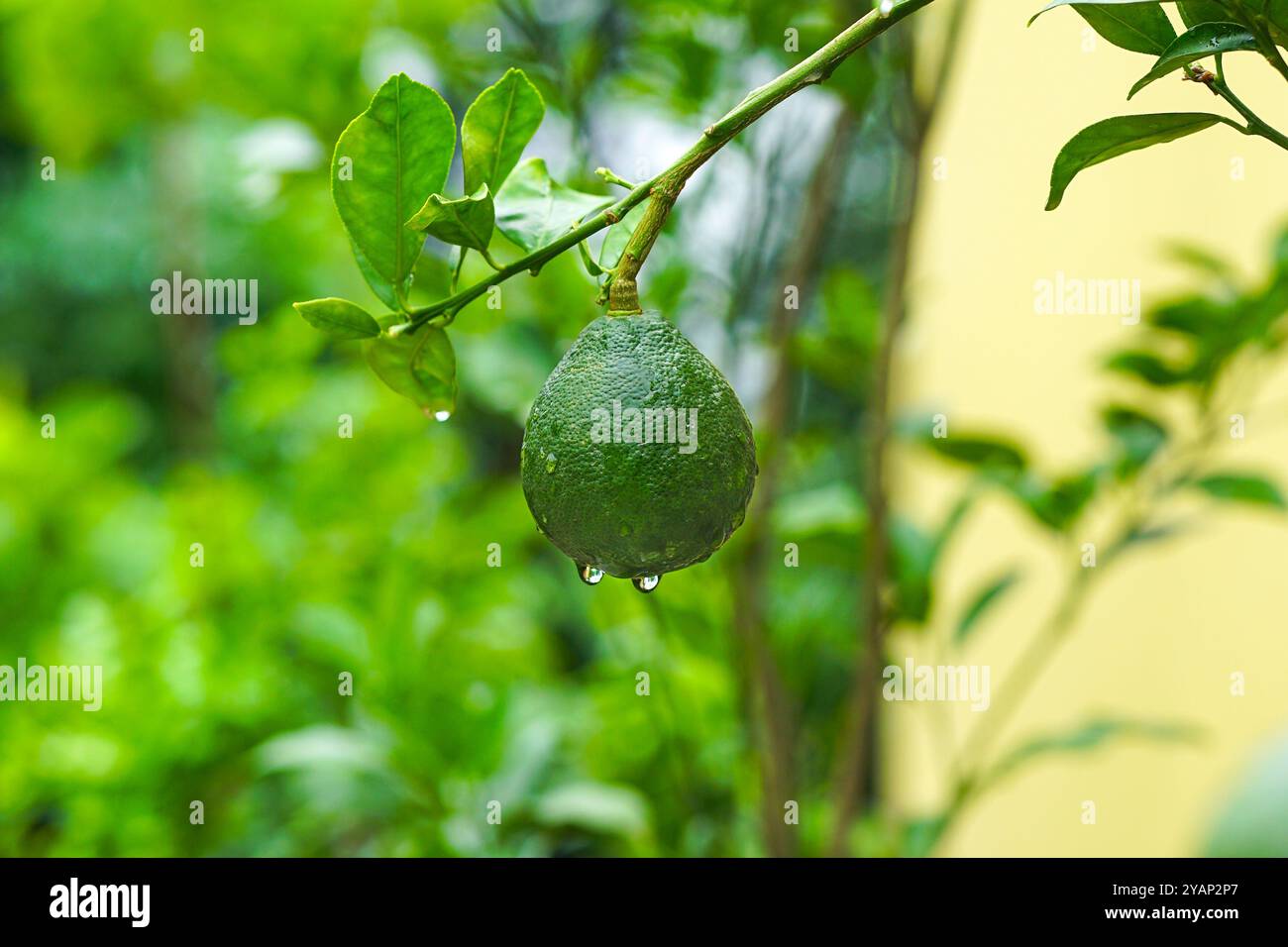 Fruit king hi-res stock photography and images - Alamy