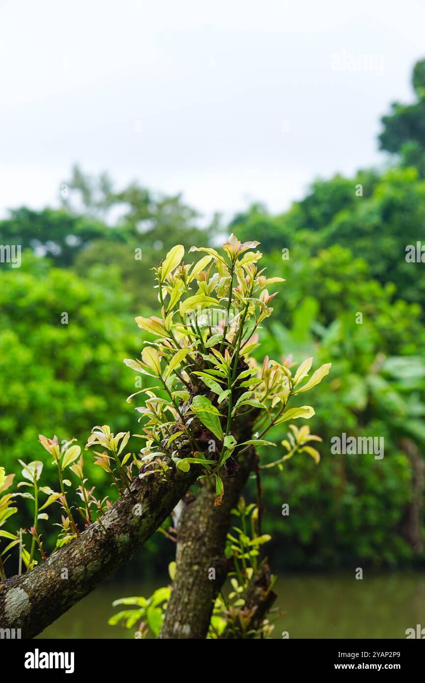 Barringtonia acutangula or Indian Oak tree, Also known as freshwater ...