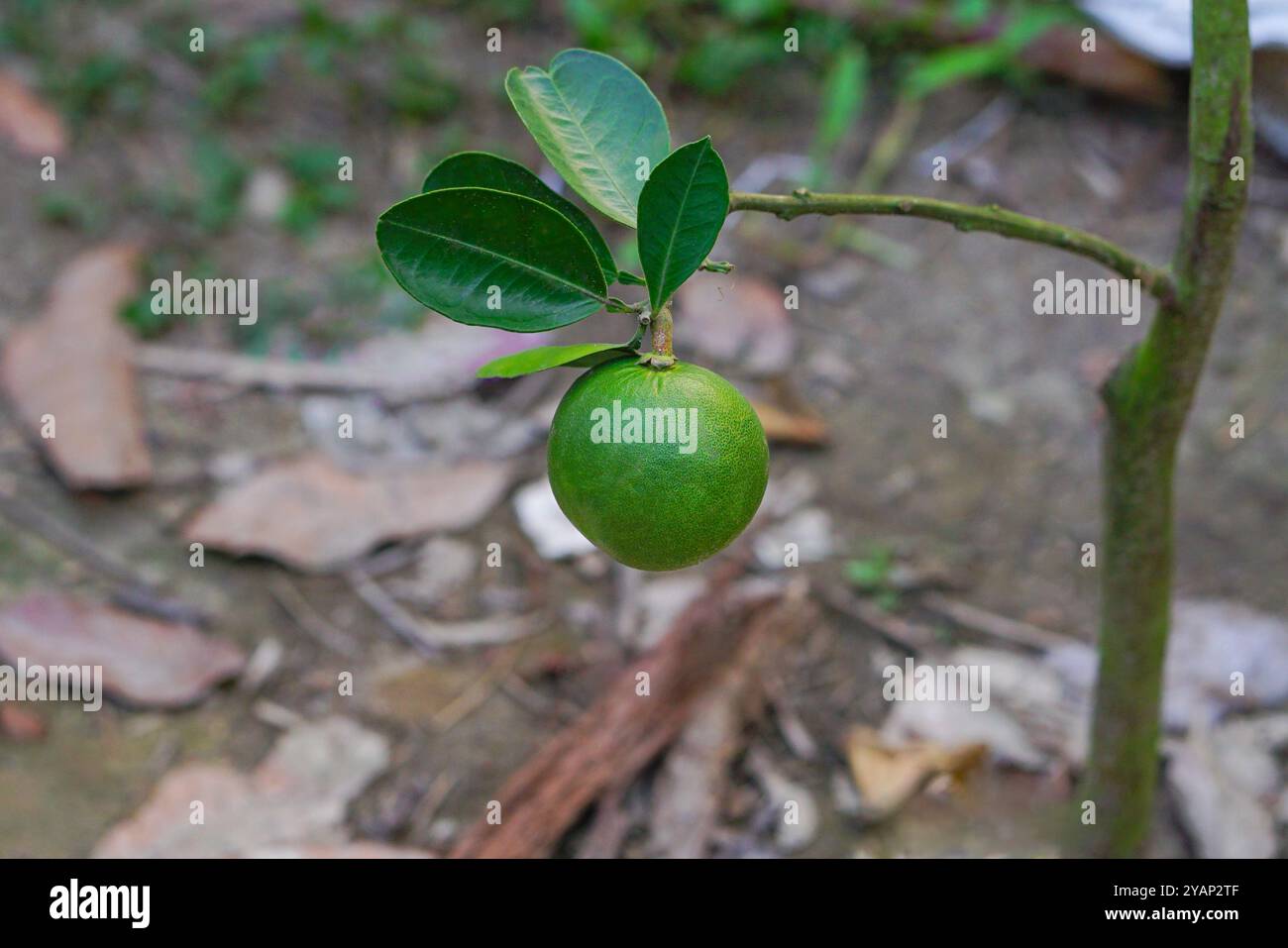 Big Cam sành or King orange hanging from tree branch with it's leaves ...