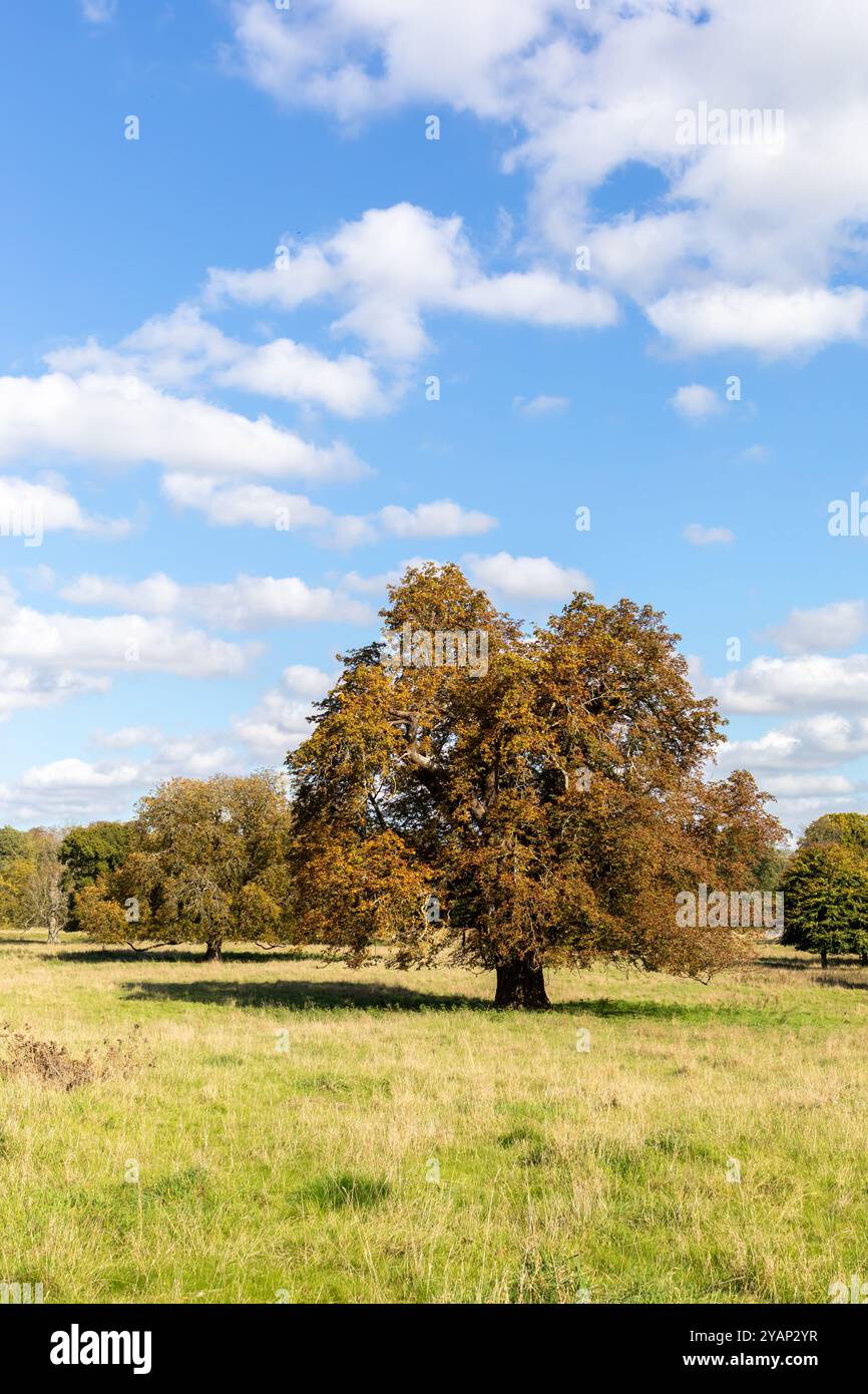 Oak trees green vertical hi-res stock photography and images - Alamy