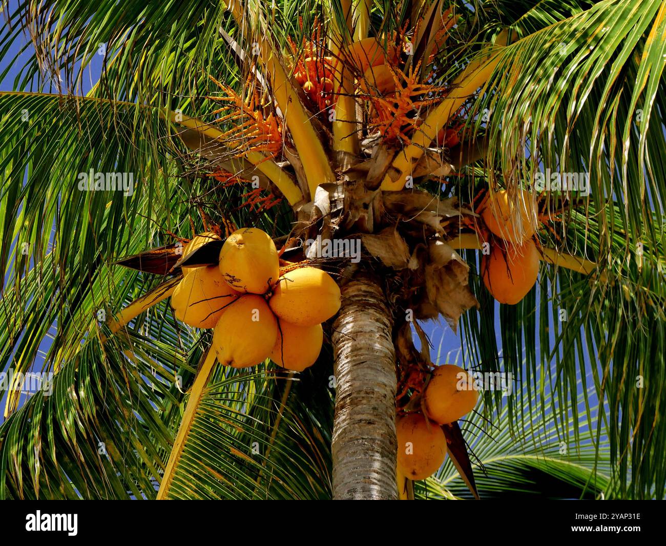 coco nucifera fruits in the coconut palm tree top. Coconut in the shell ...