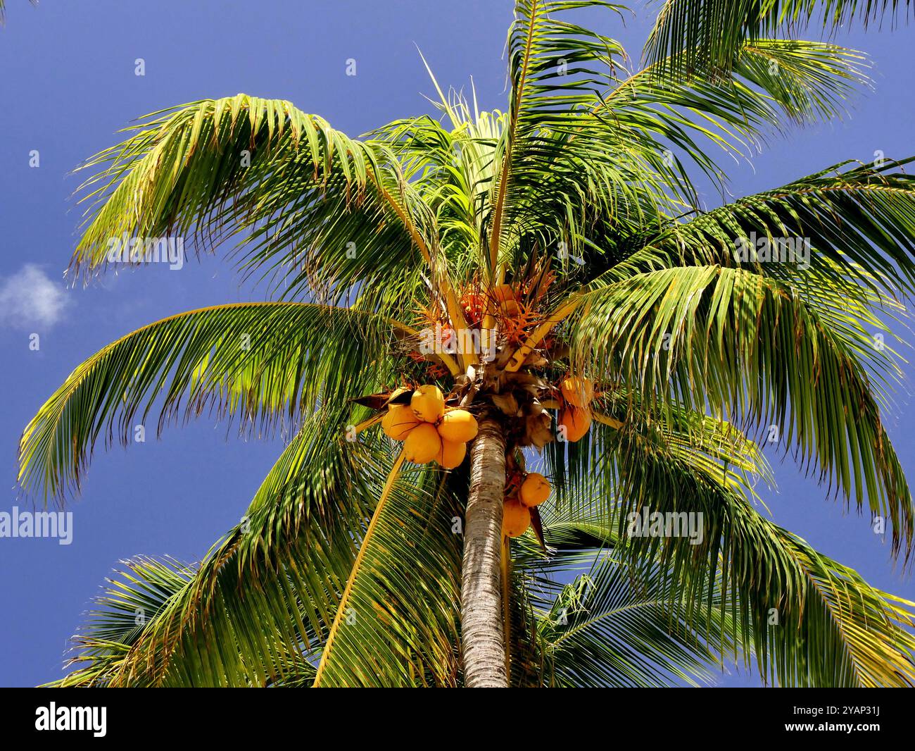 coconut fruits hanging in coconut tree top on coco nucifera palm tree ...