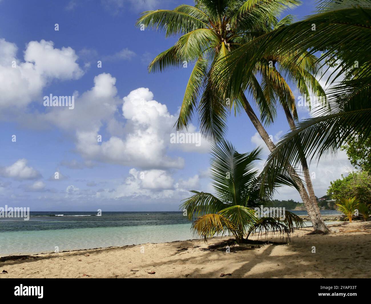 Idyllic tropical beach landscape with palm trees, sea, sand and sun in ...