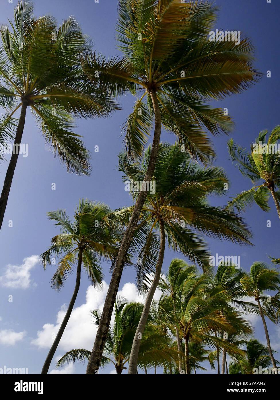 low angle view of coconut palm tree top, tropical vacation concept with ...