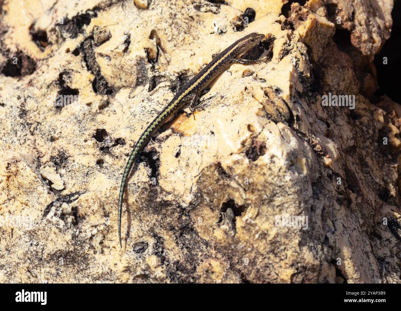 The Coral-rag Snake-eyed Skink is a highly specialized lizard specific ...