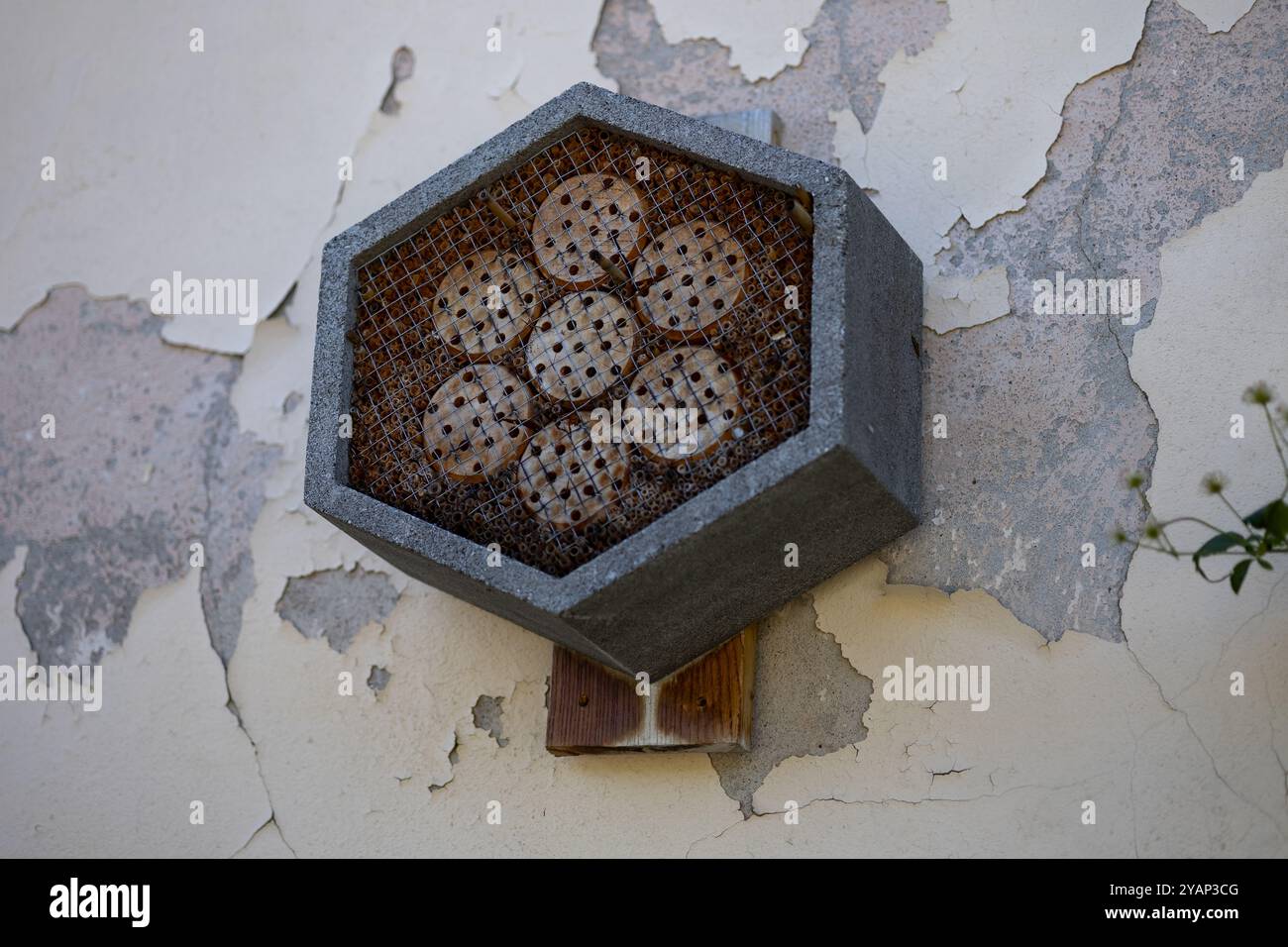 Mounted insects hi-res stock photography and images - Alamy