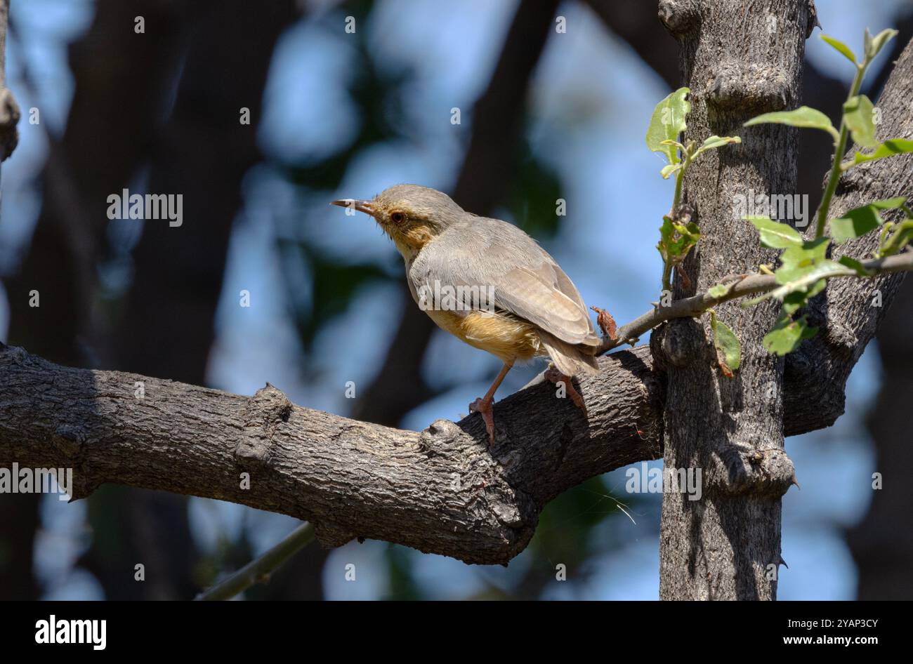 A small active member of the Warbler family, the Red-faced Crombec is a ...