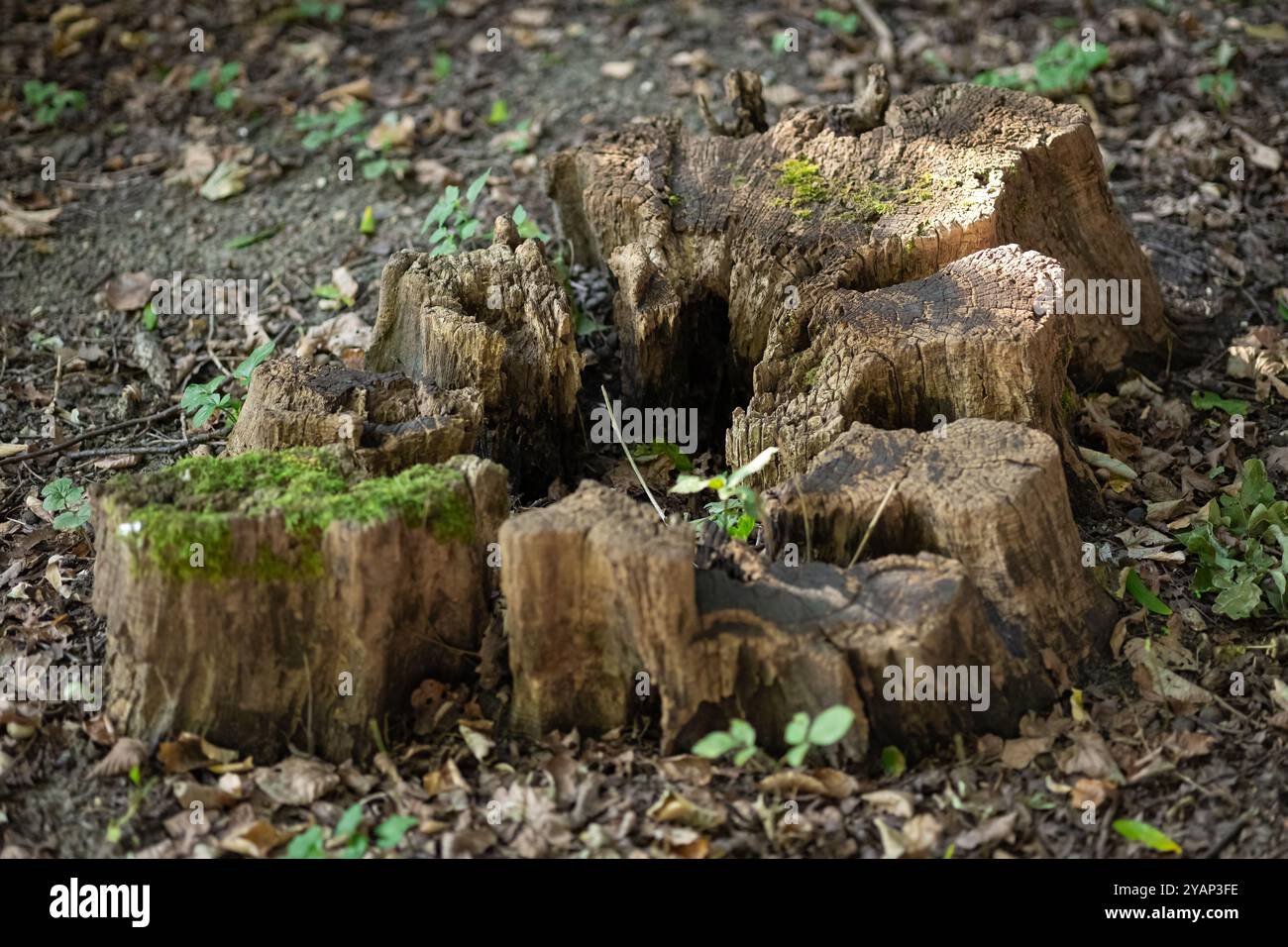 Old tree stump with moss and plants growing in a forest on sunny day ...