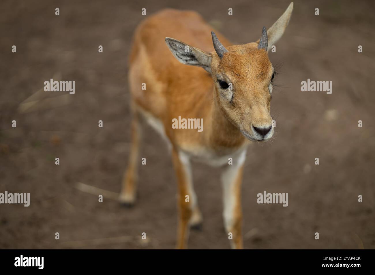 Young antelope standing on natural ground in the wild, gazing into the ...