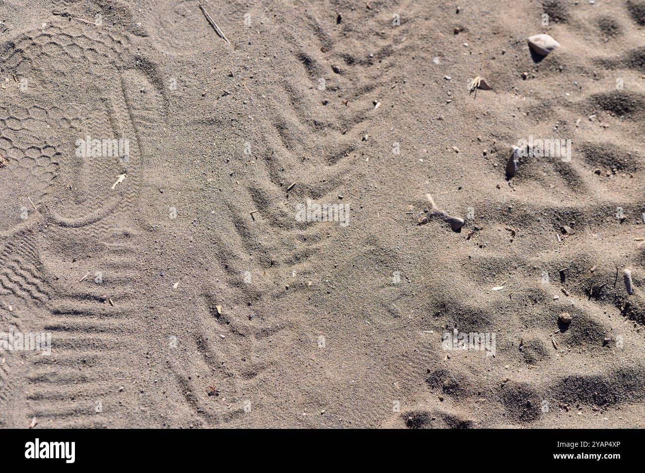 The warm sand is patterned with various animal tracks, revealing a ...