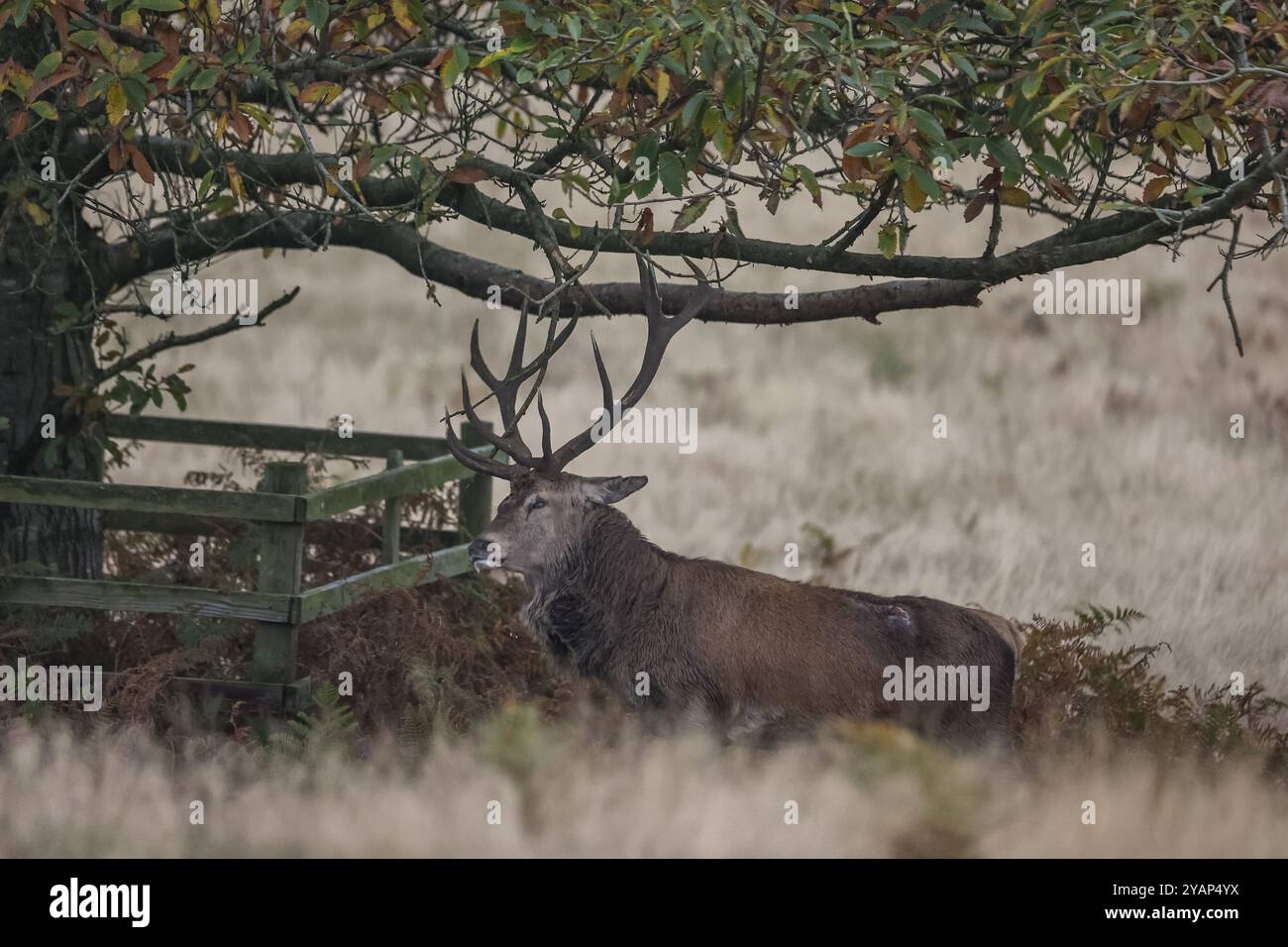 A red deer stag rubs his antlers on a tree in preparation of a rut ...