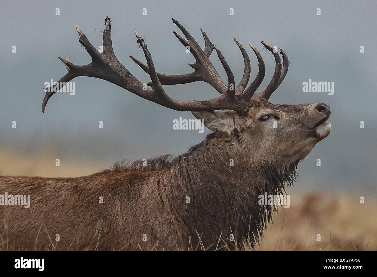 A red deer stag bellows out his call as he protects his heard of doe’s ...