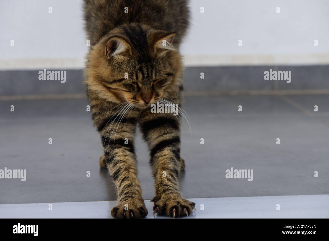 With paws extended and body elongated, the tabby cat engages in a ...