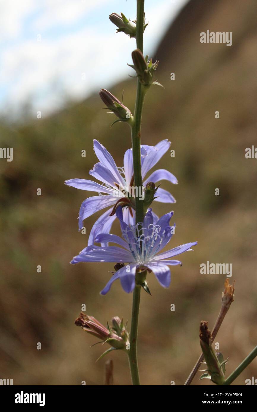 Blue flowers with buds are positioned on a thin stem, giving them an ...