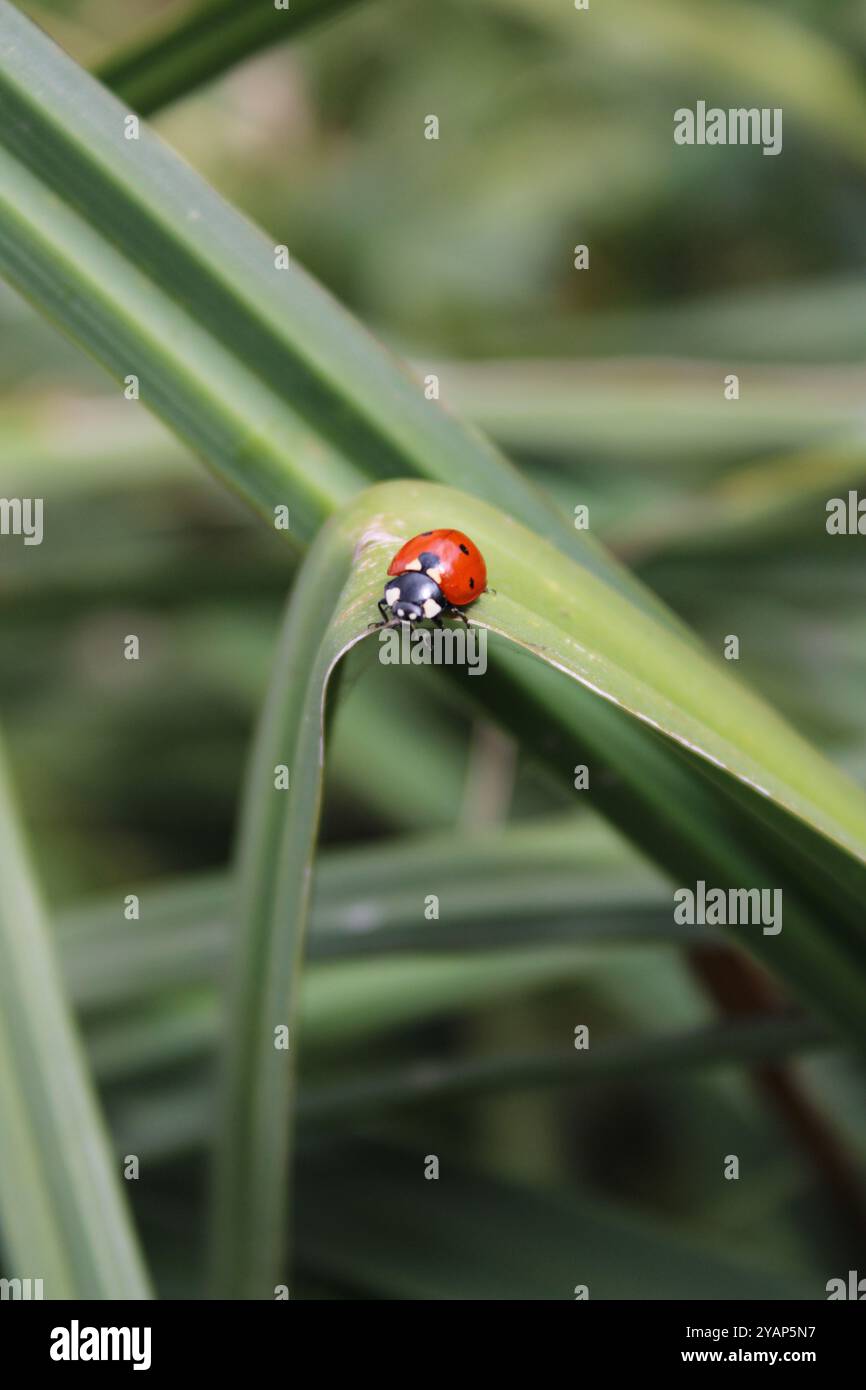 A ladybug is sitting on a long green leaf. The bright red body of the ...