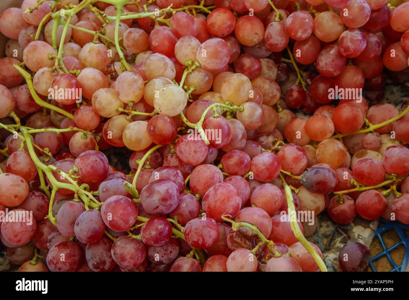 A pile of red grapes with green stems are clustered together. The ...
