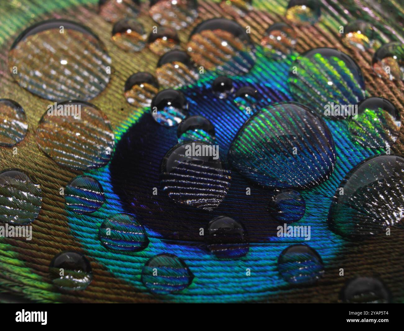 Vibrant feather design hi-res stock photography and images - Alamy
