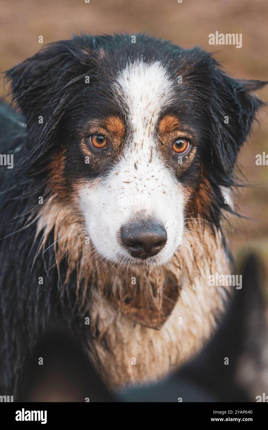A dog covered in mud patiently waits to play with another dog Stock ...