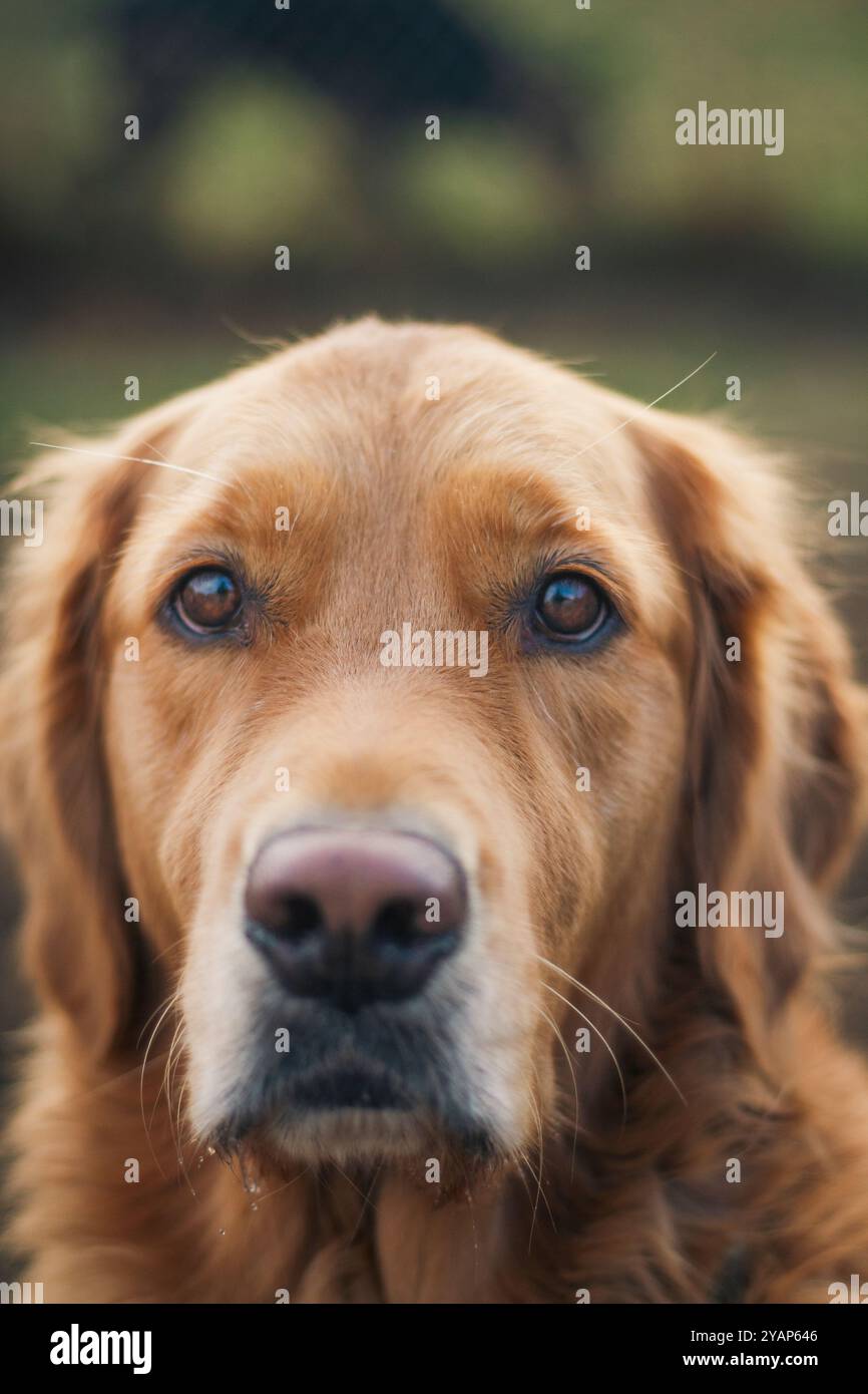 Portrait majestic golden retriever hi-res stock photography and images ...