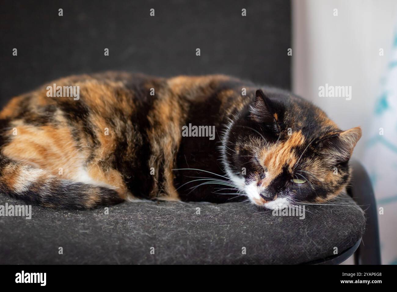 A beautiful calico cat comfortably laying on a cozy chair with its eyes ...