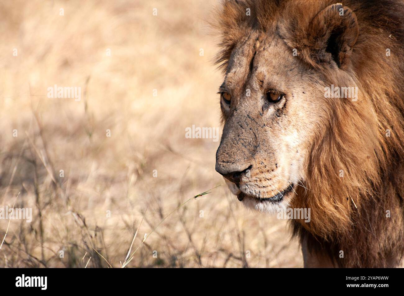 Semi profile hi-res stock photography and images - Alamy