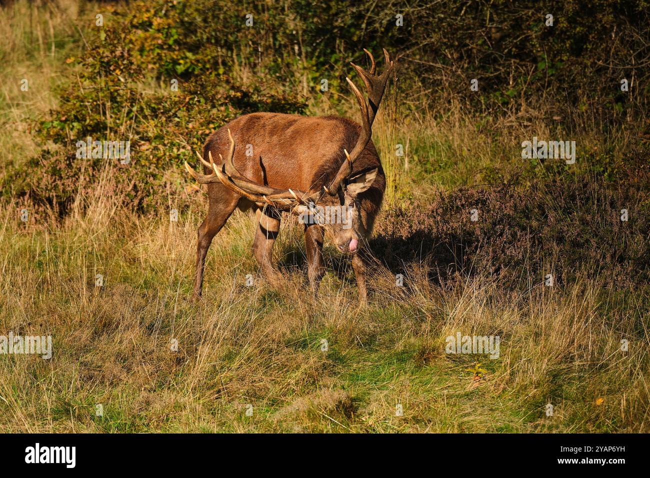 Red deer imperial stag scotland hi-res stock photography and images - Alamy