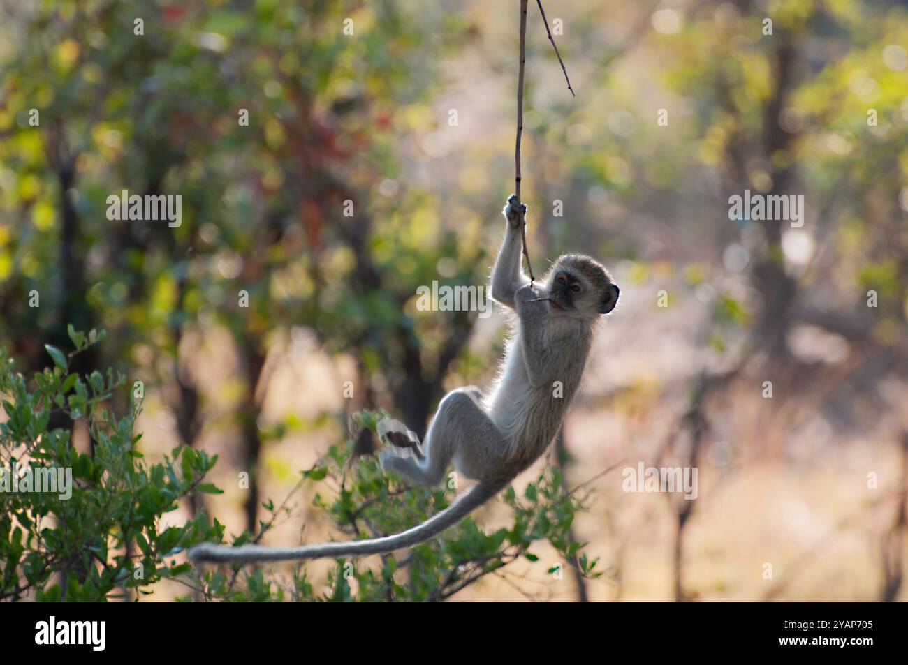 Vervet Monkey swinging happily from a vine with a twig in its mouth ...