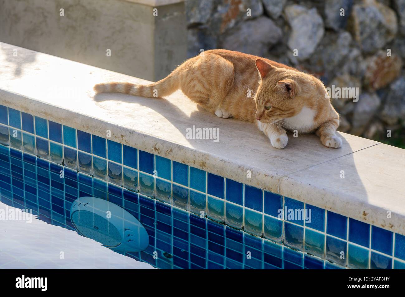 Calm cat lounges on patterned hi-res stock photography and images - Alamy