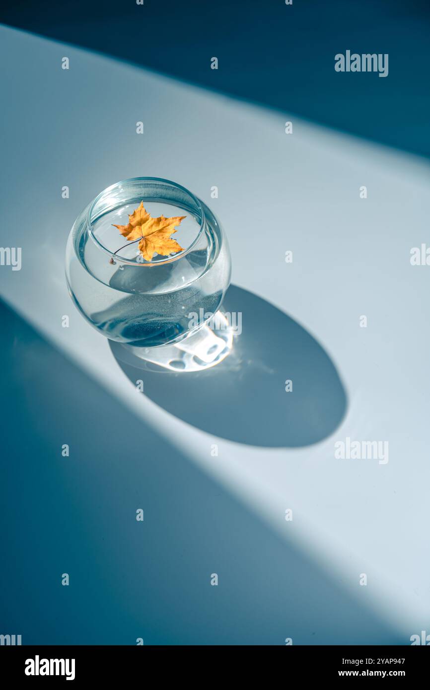 Autumn conceptual still life, yellow maple leaf in a mug of water ...