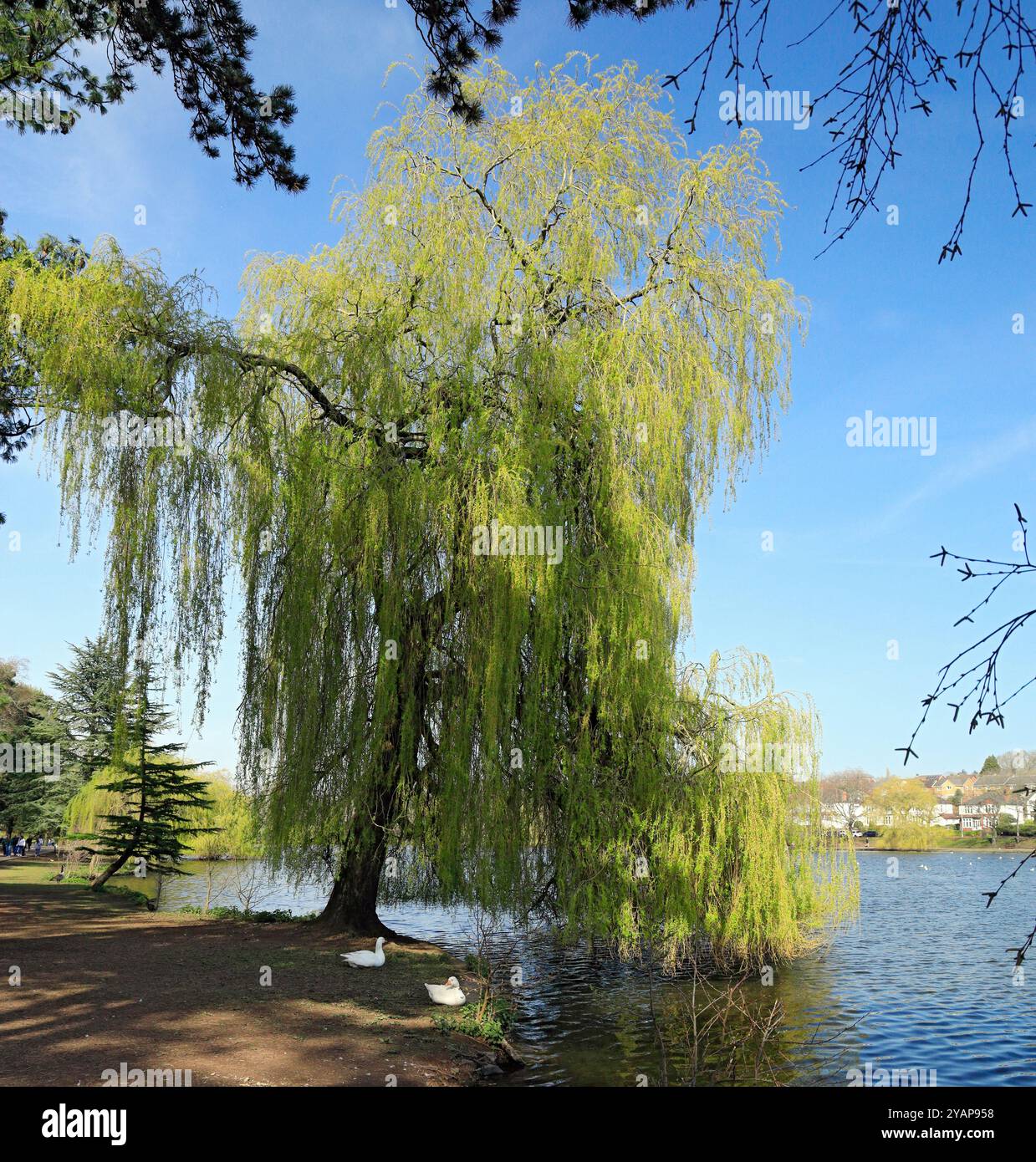 Weeping Willow tree (salix babylonica) Roath Park Lake, Cardiff, South ...