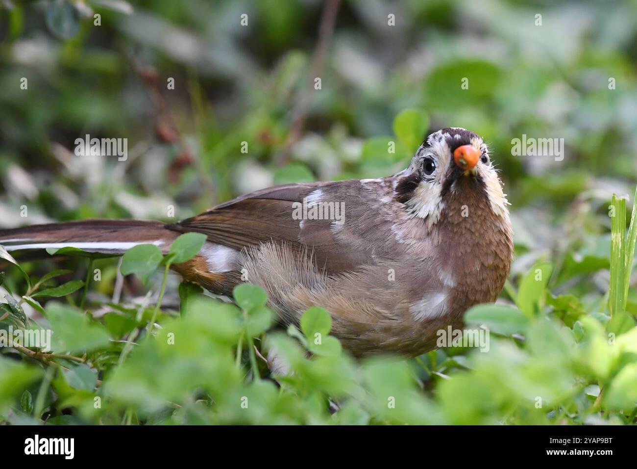 Renhuai, China. 15th Oct, 2024. A White-browed Laughingthrush with ...