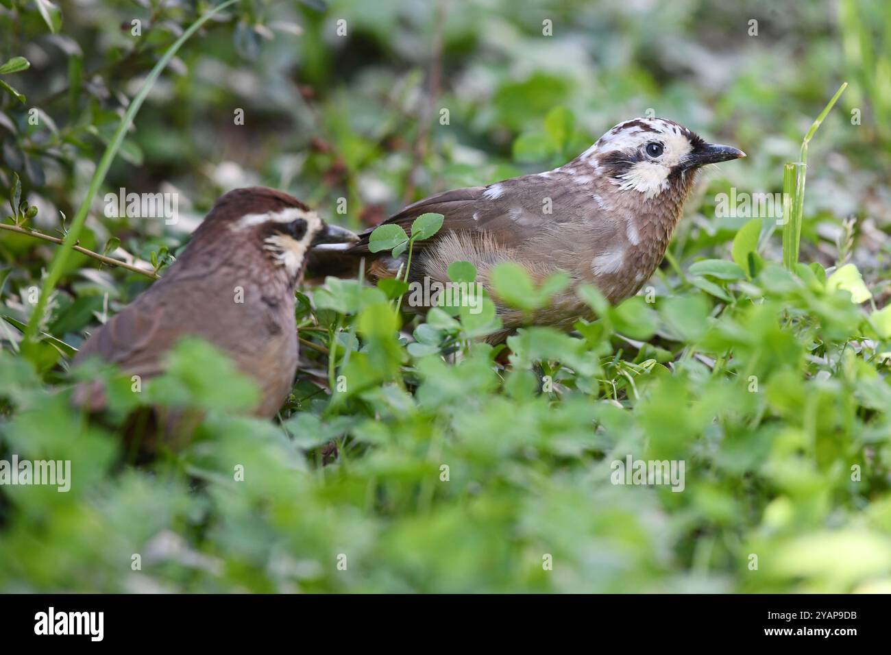 Renhuai, China. 15th Oct, 2024. A White-browed Laughingthrush with ...