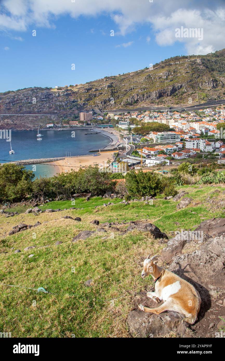 Goat on the hillside above the harbour and marina of the resort of ...