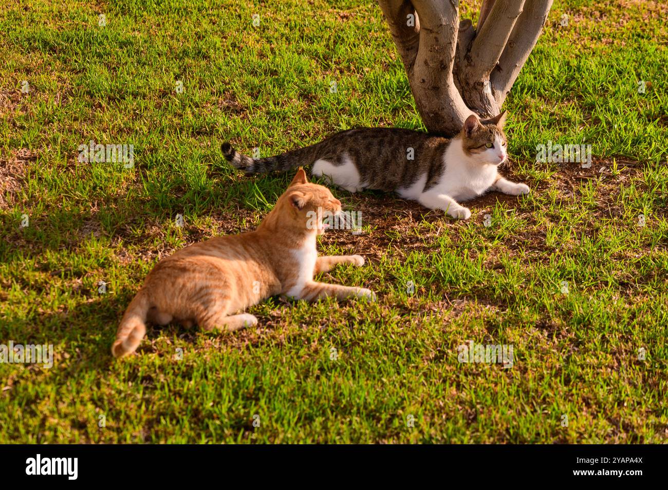 Playful afternoon white cat hi-res stock photography and images - Alamy