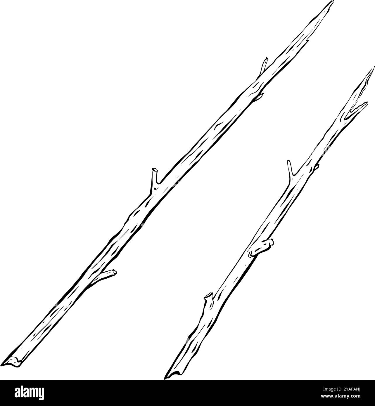 Two Twigs with branches on a clean, white background create a ...