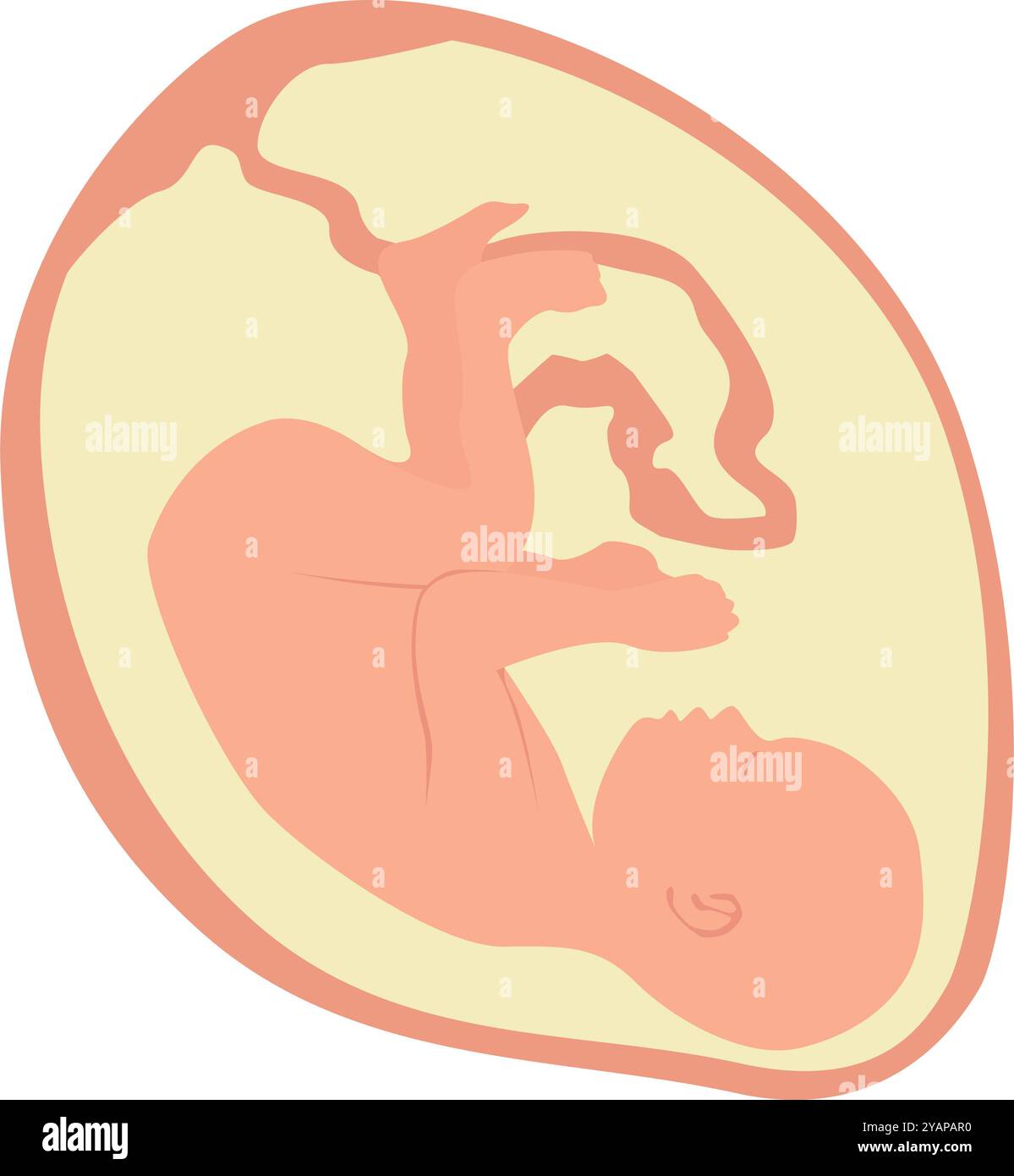 Do fetal Cut Out Stock Images & Pictures - Alamy