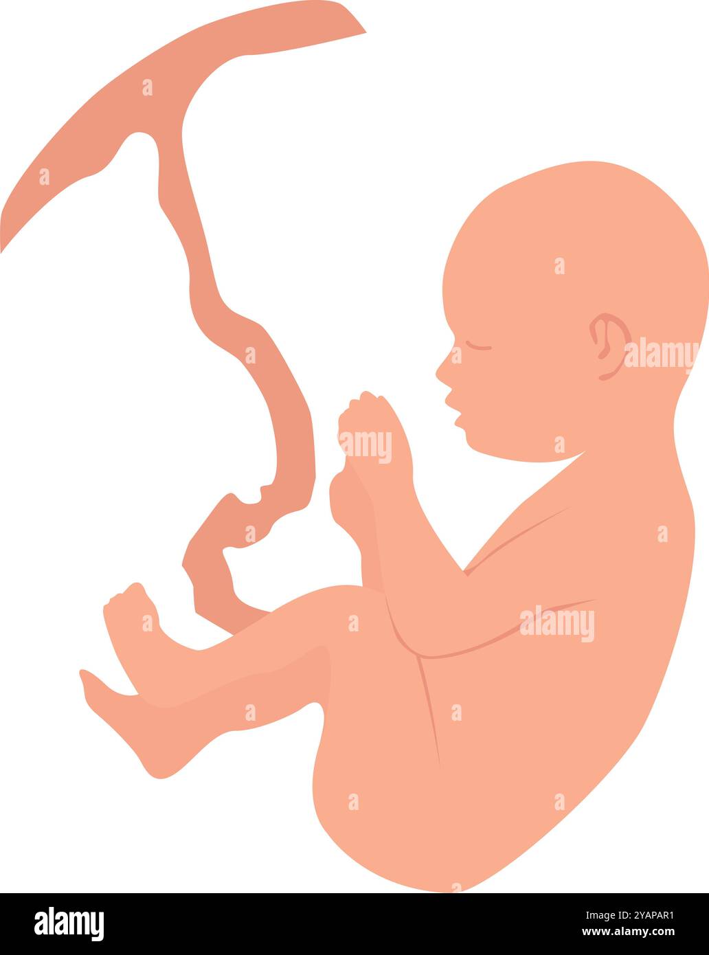 Position of embryo hi-res stock photography and images - Alamy