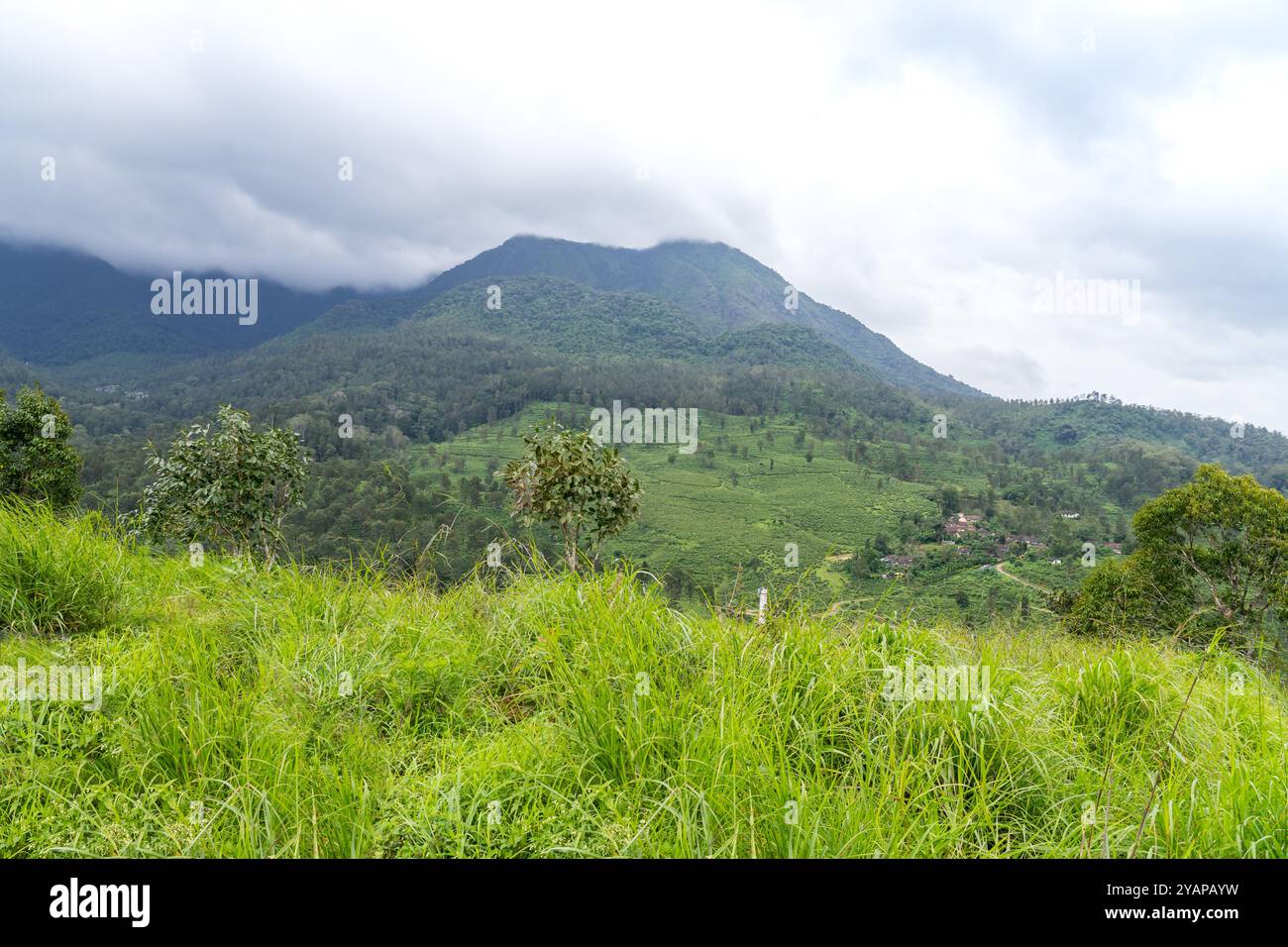Yellamalai from Gudalur, Tamil Nadu - A Plantation Village in Tamil ...
