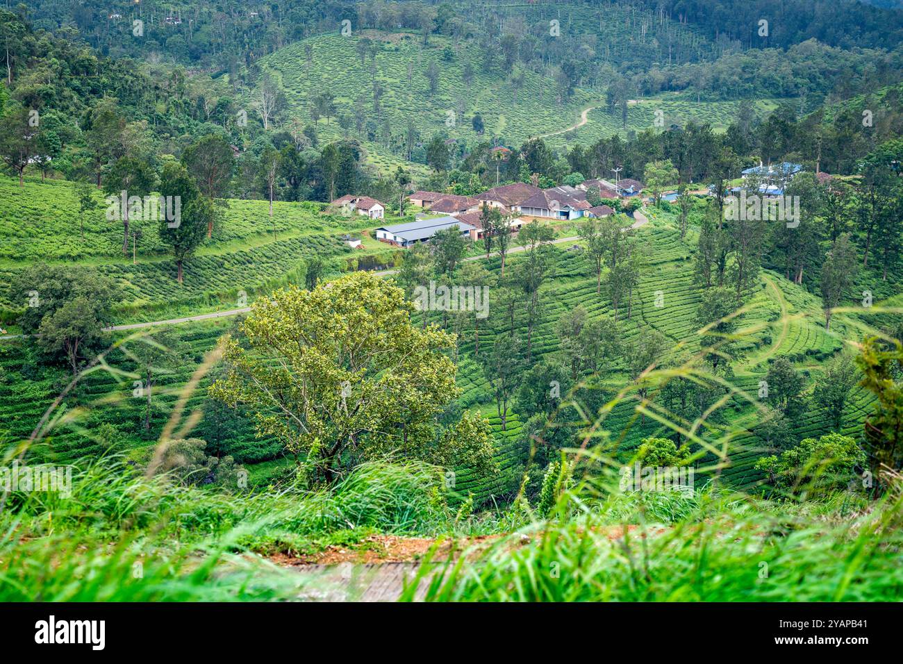 Yellamalai from Gudalur, Tamil Nadu - A Plantation Village in Tamil ...