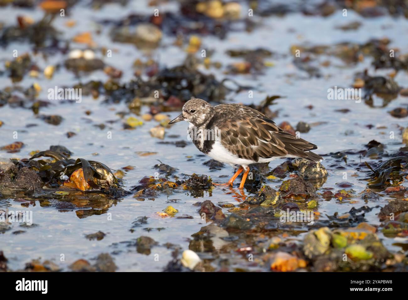 Turnstone (Arenaria interpres) in winter plumage, foraging along a ...