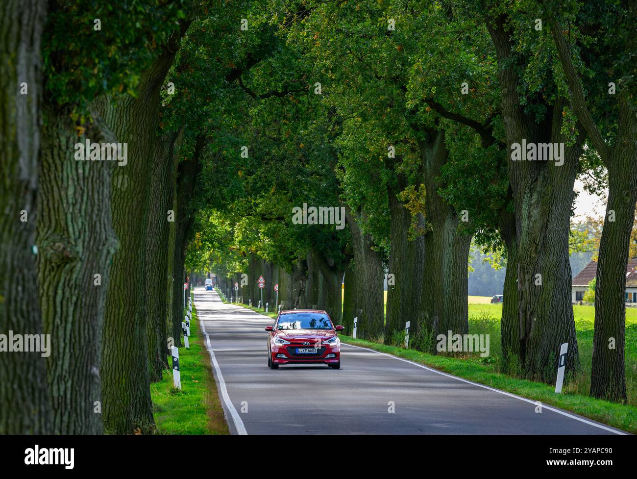 Heinersdorf, Germany. 15th Oct, 2024. An avenue of old oak trees in ...