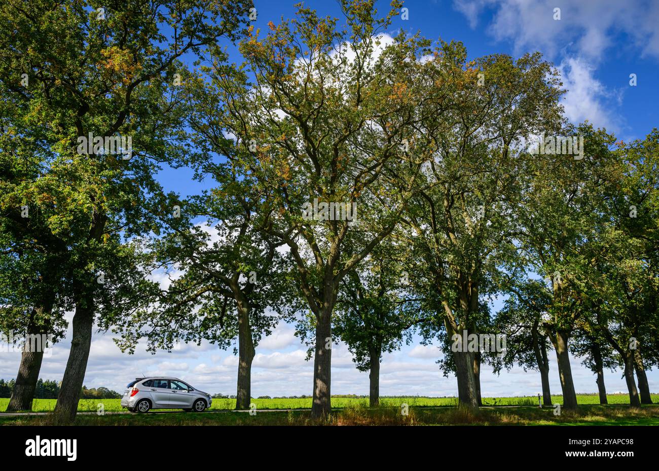 Heinersdorf, Germany. 15th Oct, 2024. An avenue of old oak trees in ...