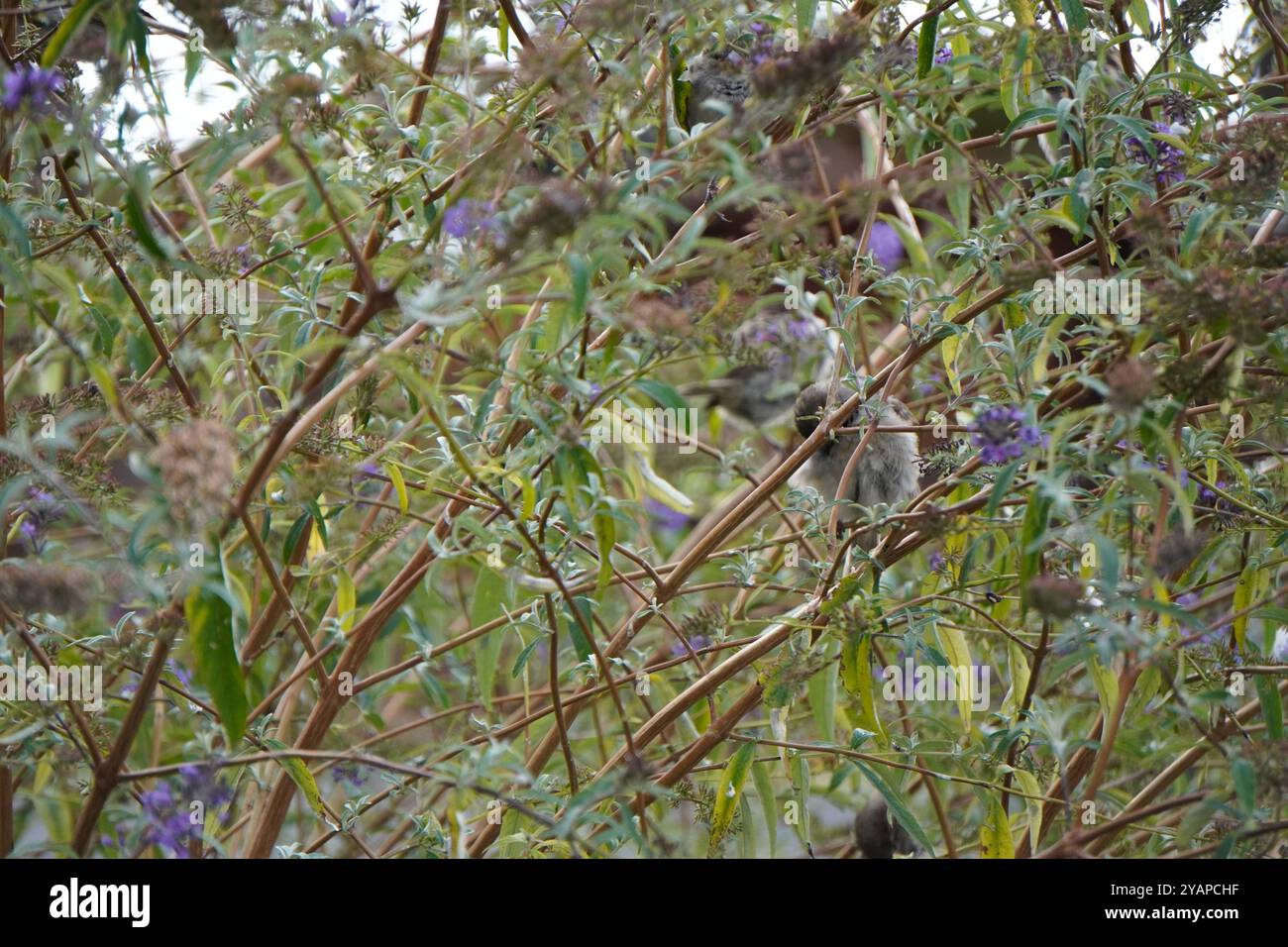 Birds well hidden in a flowering bush, blending into their natural ...