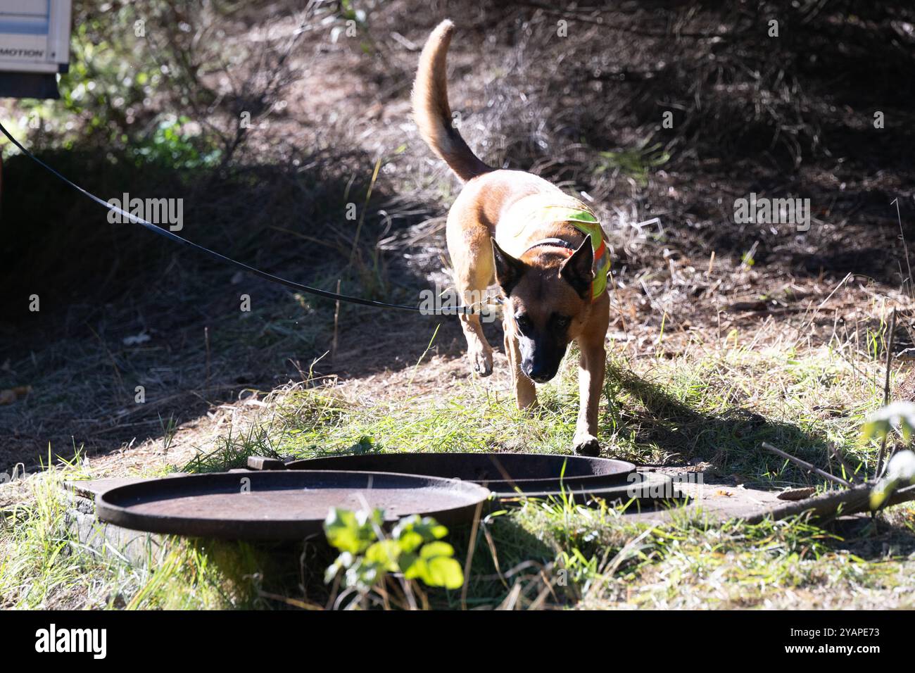 15 October 2024, Saxony, Annaberg-Buchholz: A cadaver sniffer dog ...