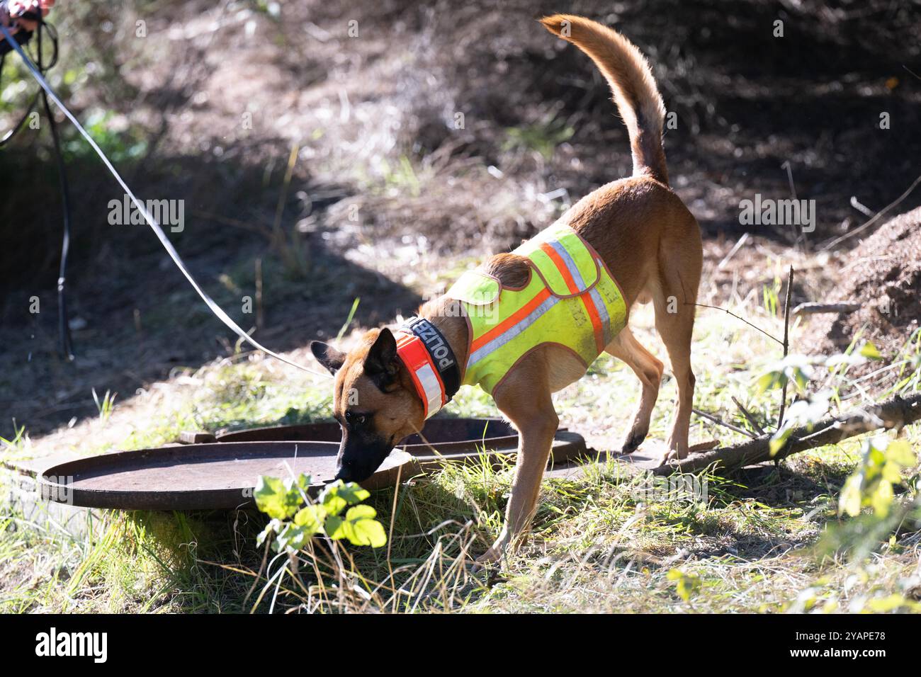 Annaberg Buchholz, Germany. 15th Oct, 2024. A cadaver sniffer dog ...