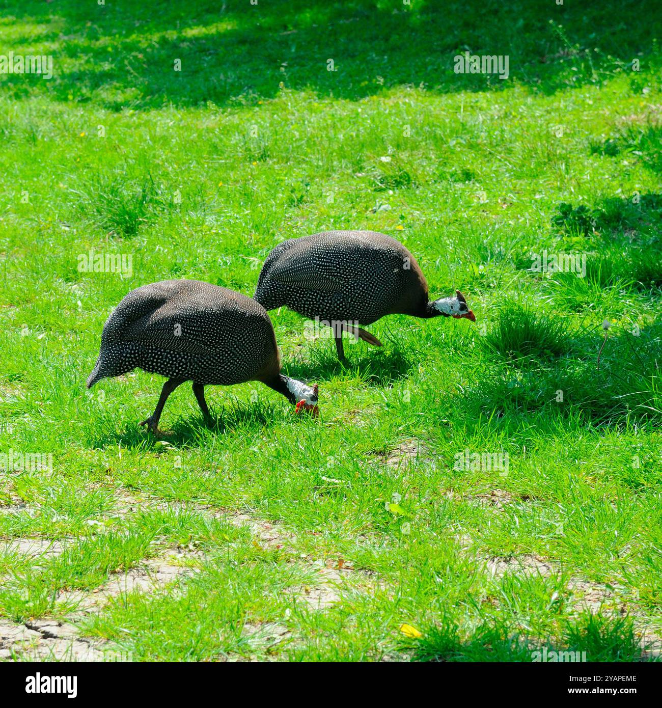 Guinea fowls plumage hi-res stock photography and images - Alamy