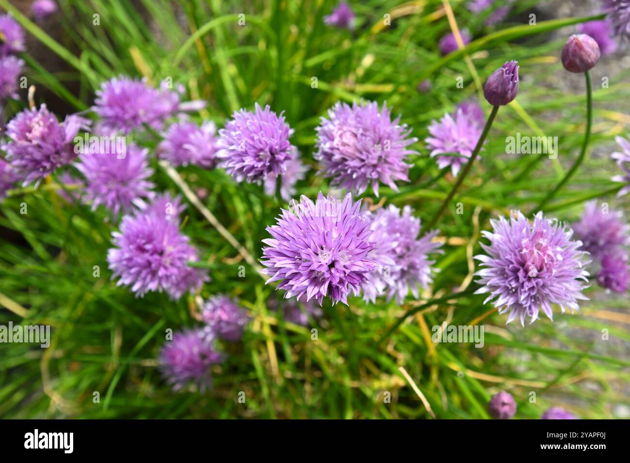 A clump of purple summer flowering chives ( Allium schoenoprasum), in ...