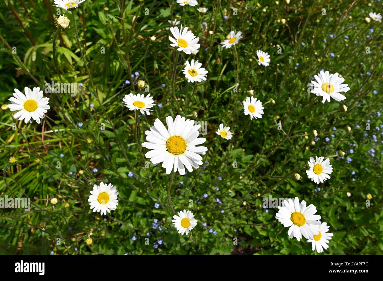 Summer wildflower meadow with moon daisies Leucanthemum vulgare or ox ...
