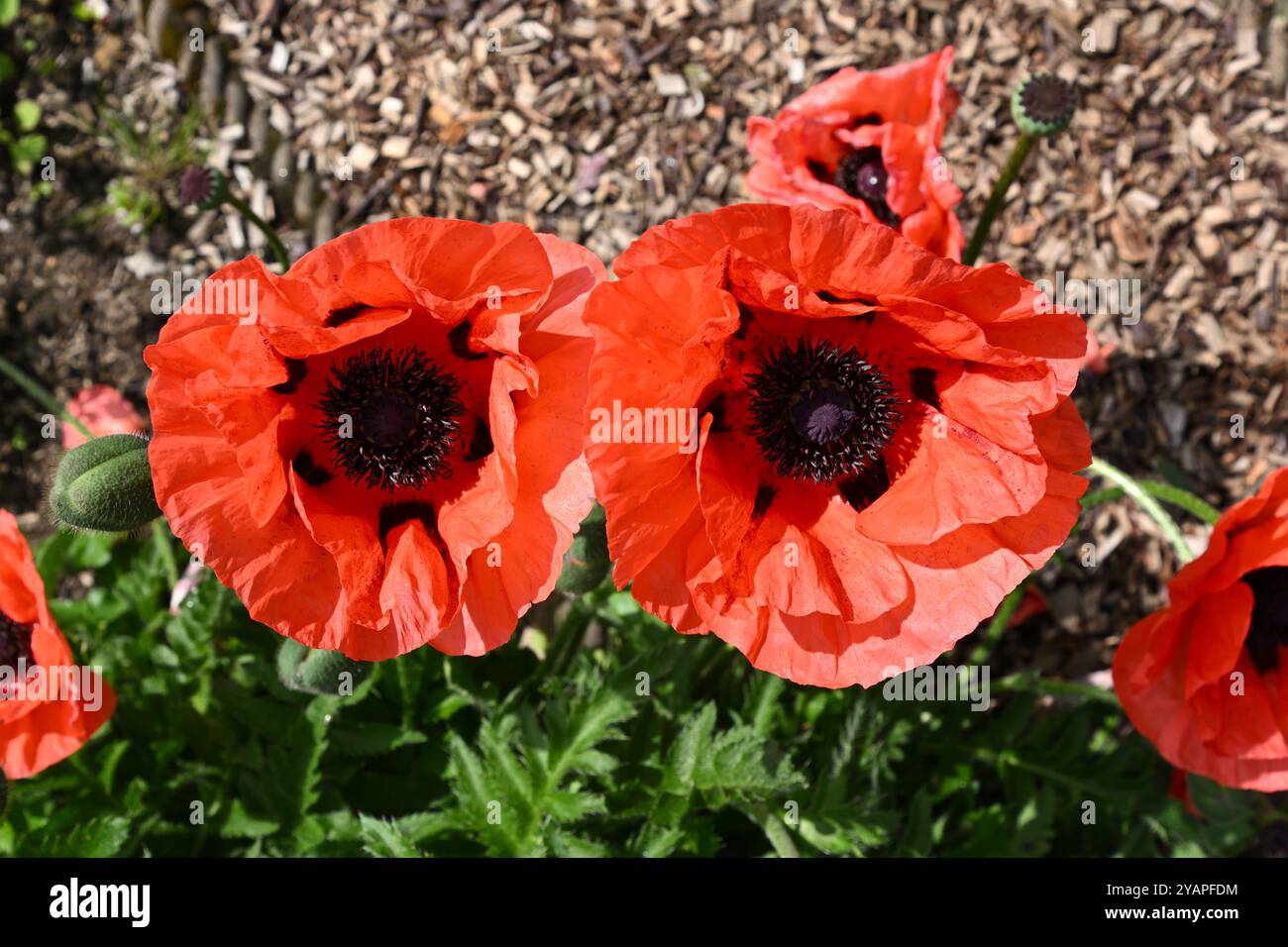 Red, early summer flowers of oriental poppy, papaver orientale in UK ...